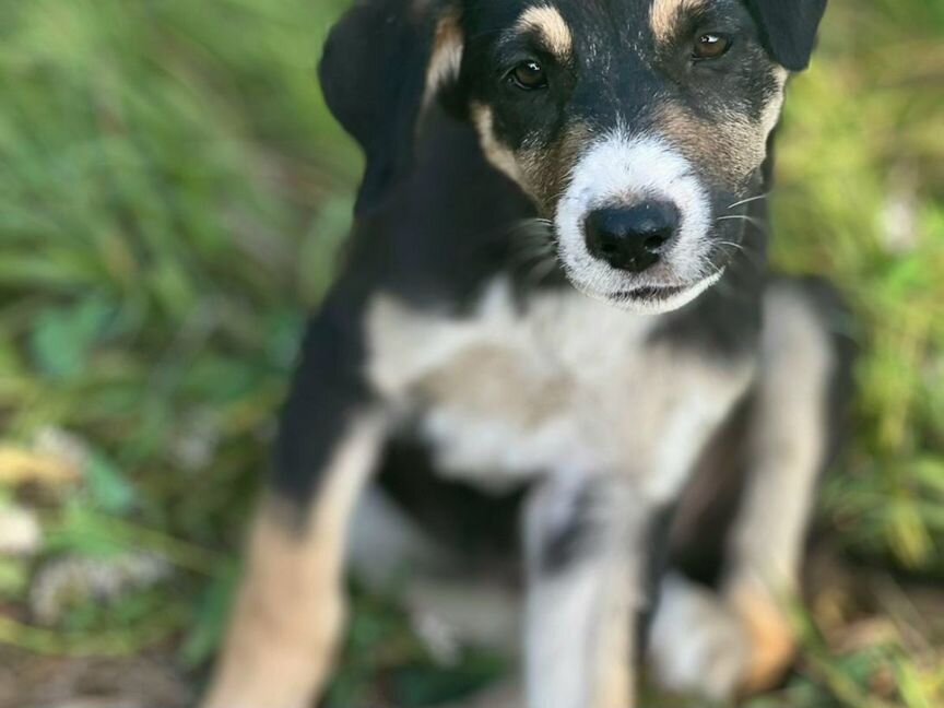 Щенки ищут дом