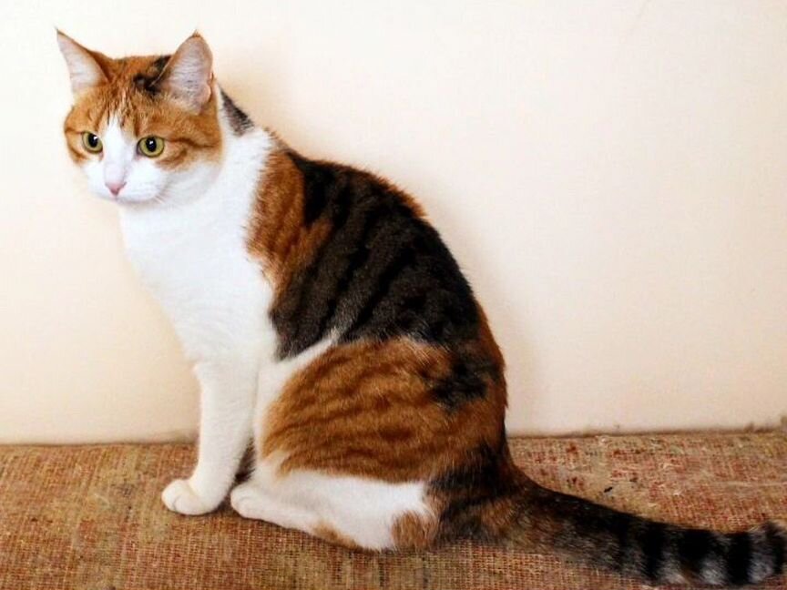 Кошка богатка, приносящая удачу