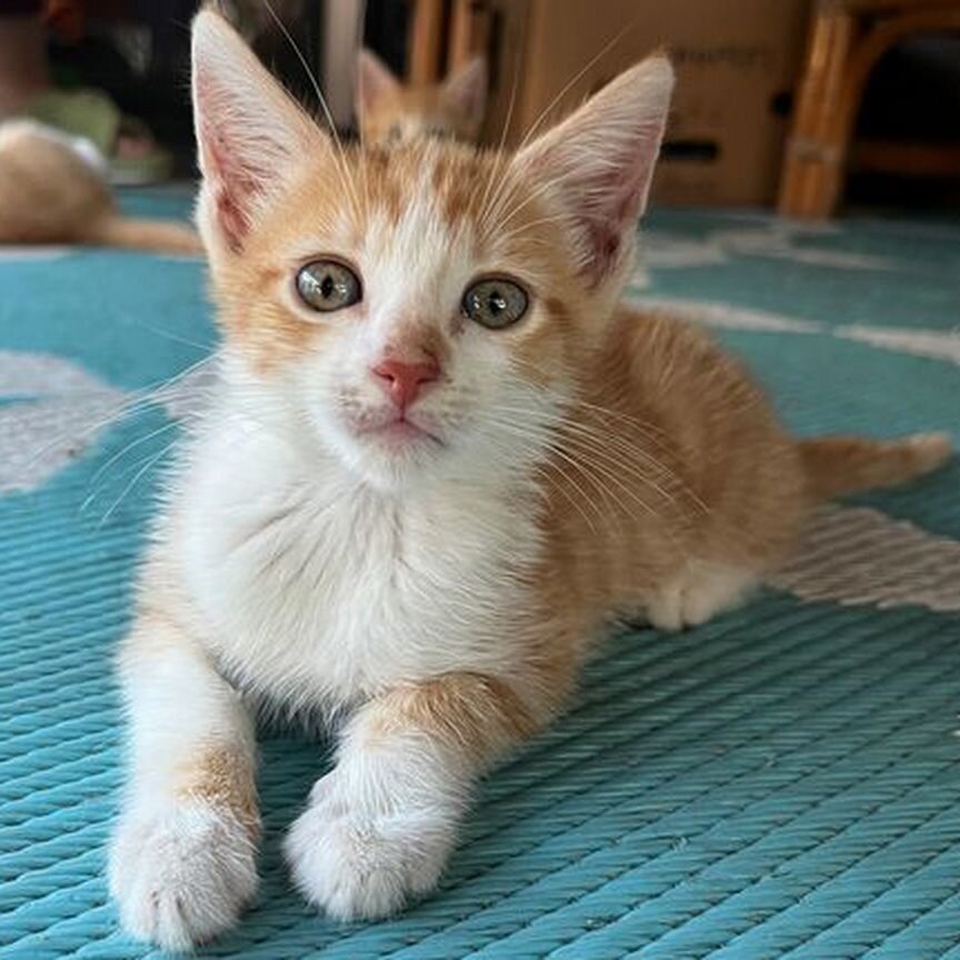 Малыши котята хотят в семью