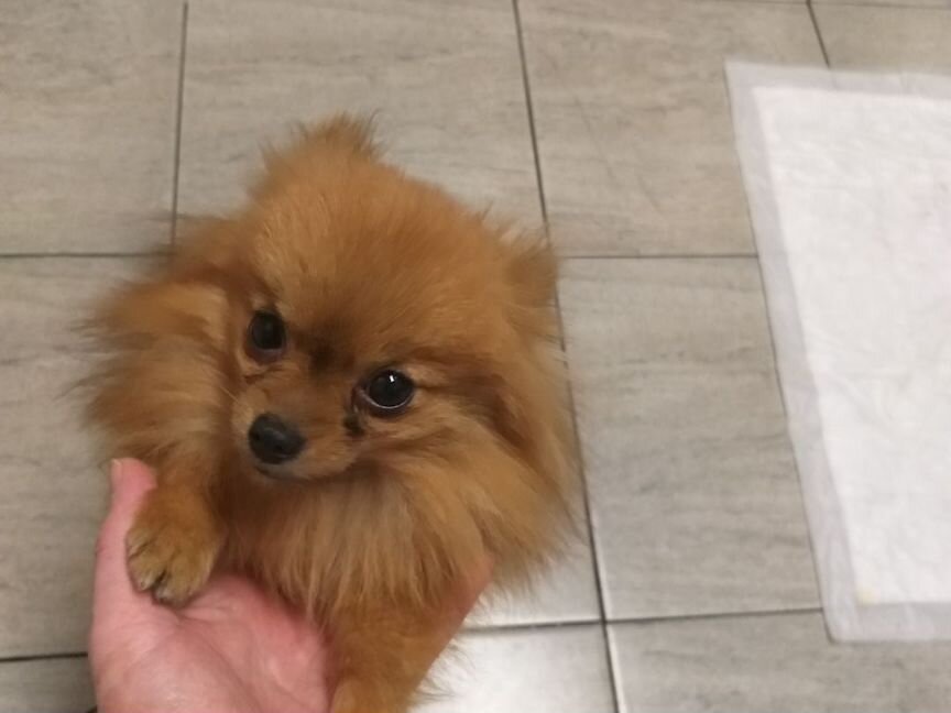 Померанский шпиц мини