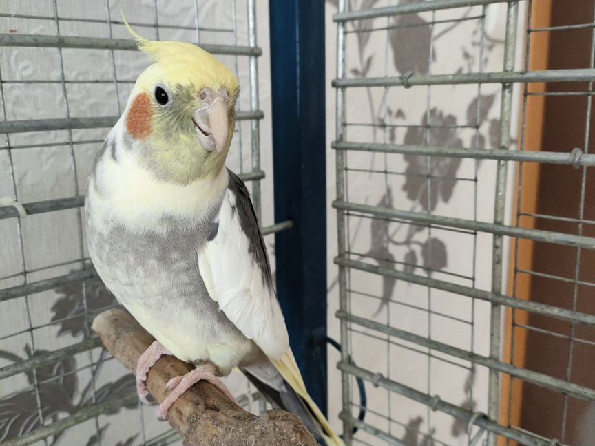 Попугай Корелла