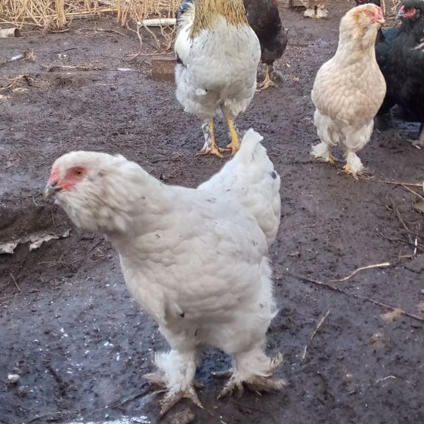 Куры молодки петушки