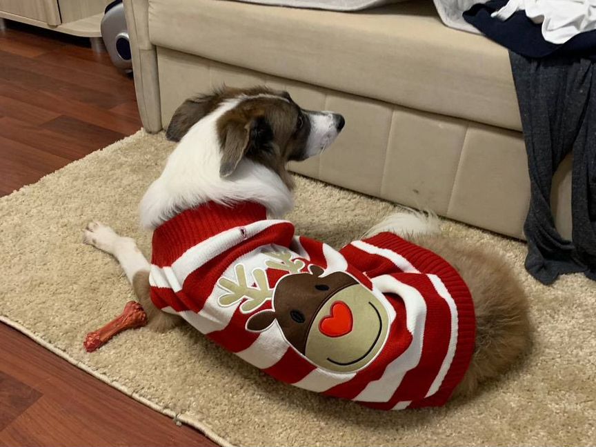 Свитер для собаки