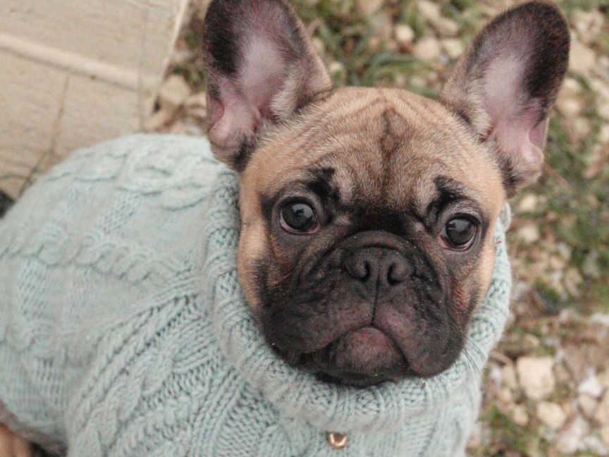 Французский бульдог, щенки, питомник РКФ