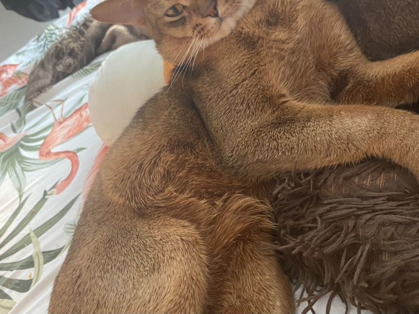 Отдам бесплатно котика