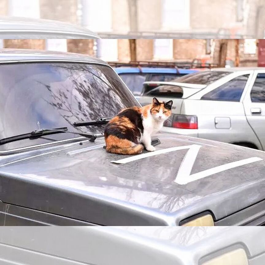 Взрослая кошка в добрые руки