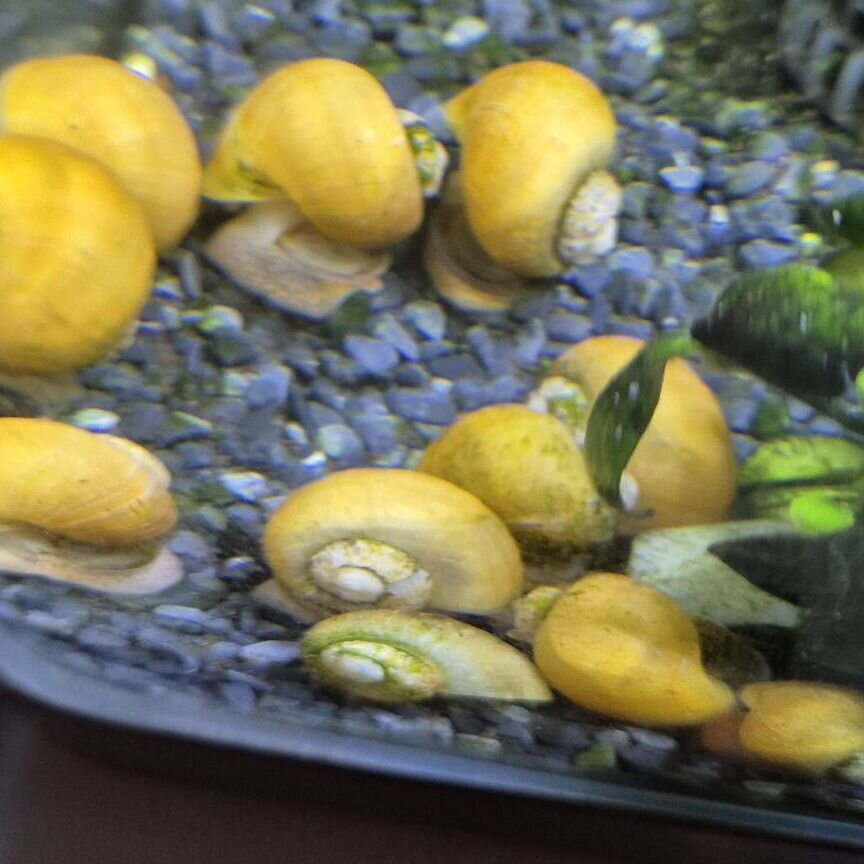 Продам улитки ампулярии