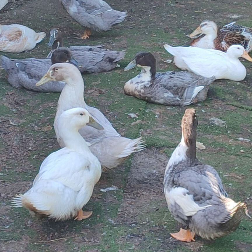 Утки башкирские