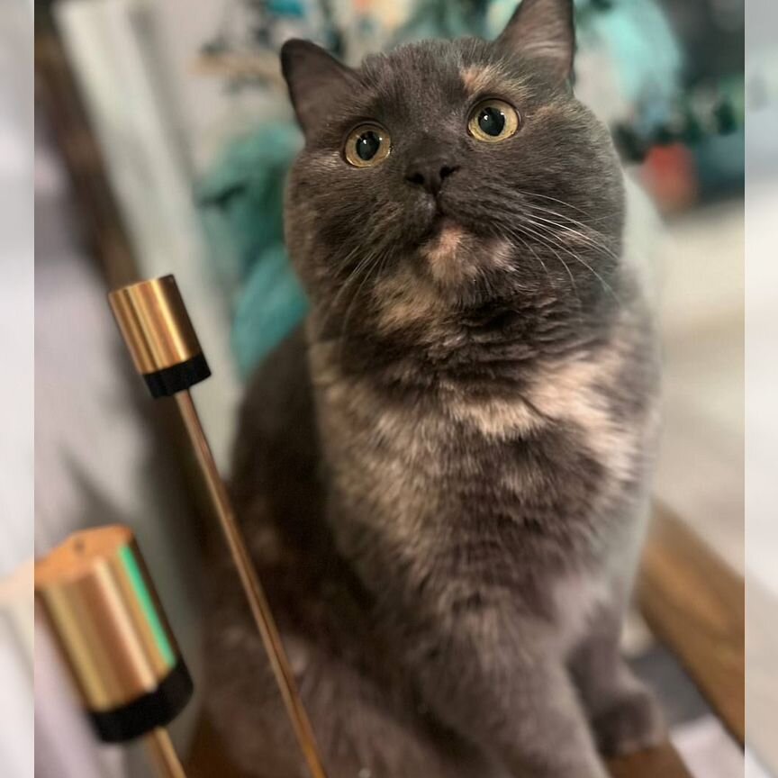 Взрослая, Девочка кошка в добрые руки