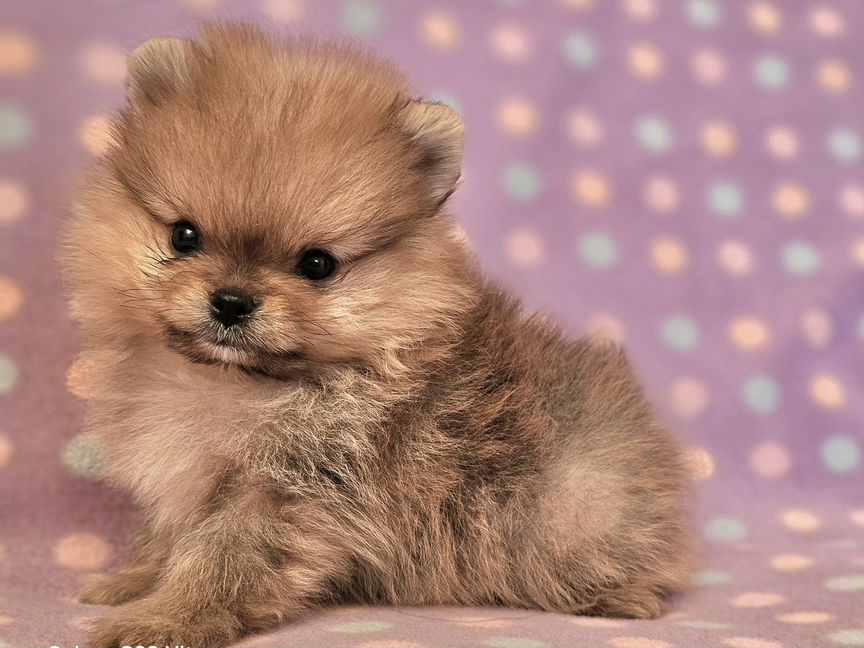 Мини-мини кроха