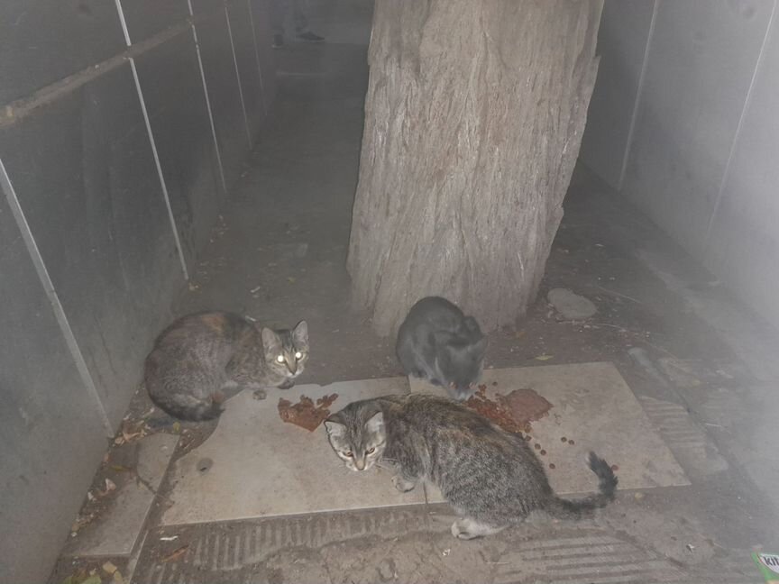 Дайте им тёплое место они замёрзнут подвалов нет