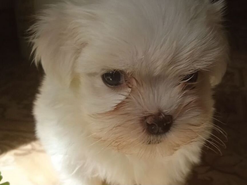 Щенки мальтийской болонки мини