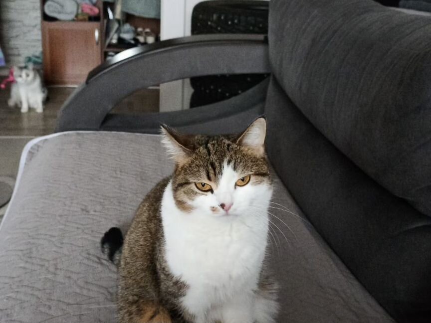 Кошка шотланка