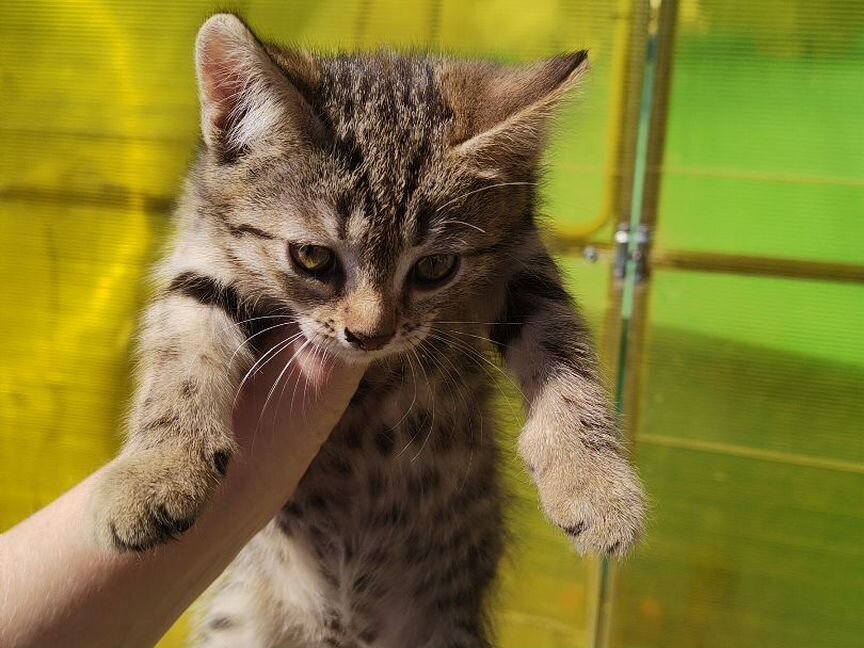 Кошечка красотка