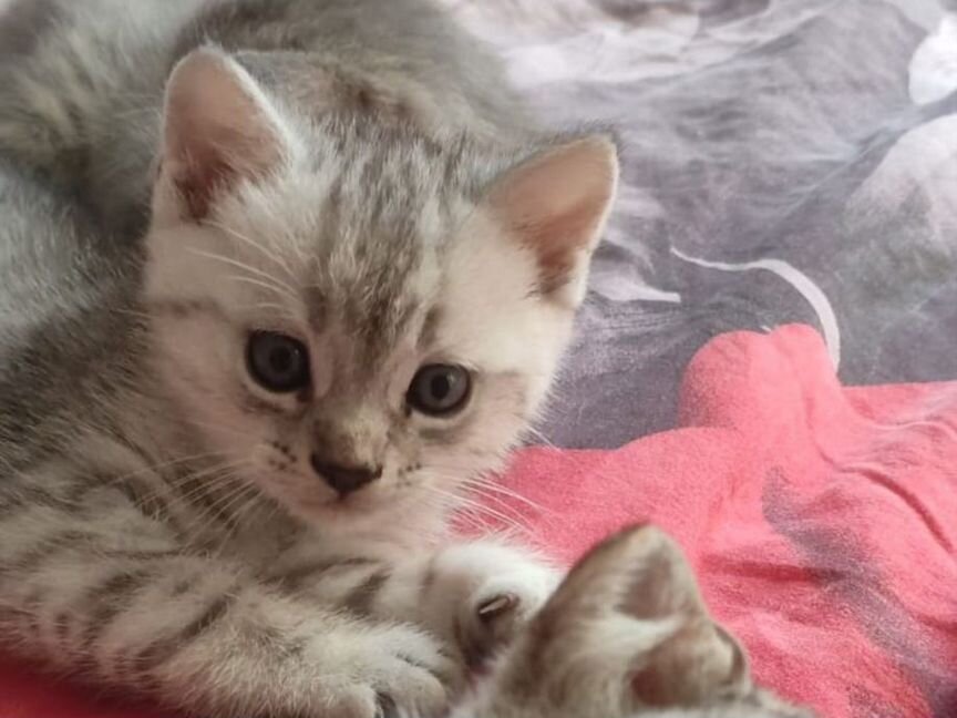 Котята скотиш страйт