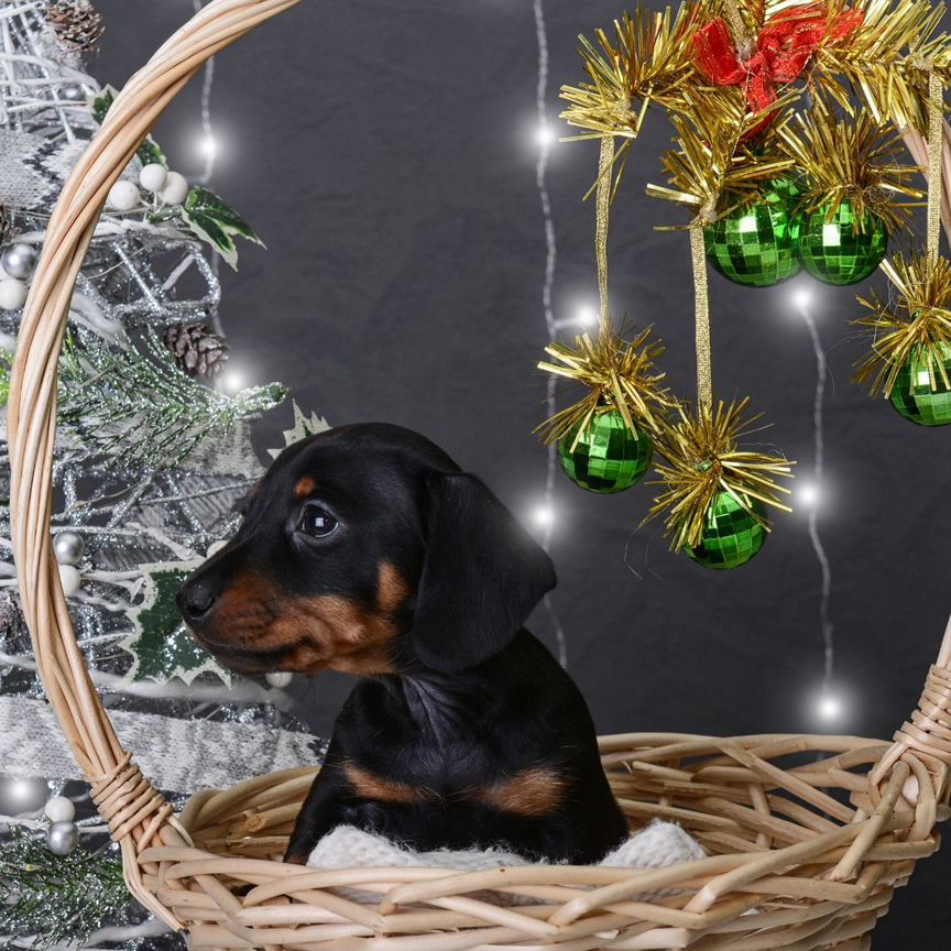 Такса, щенок