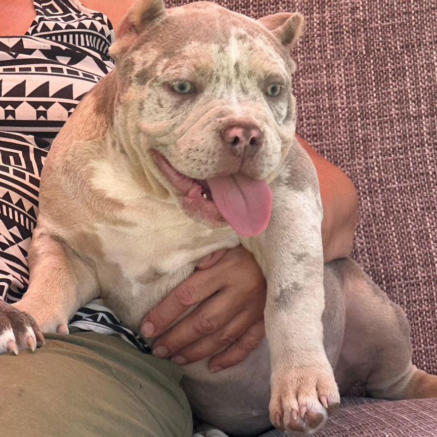 Девочка Американского булли