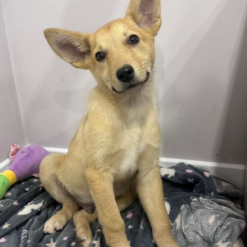 Щенок Лис 3,5 месяца в дар