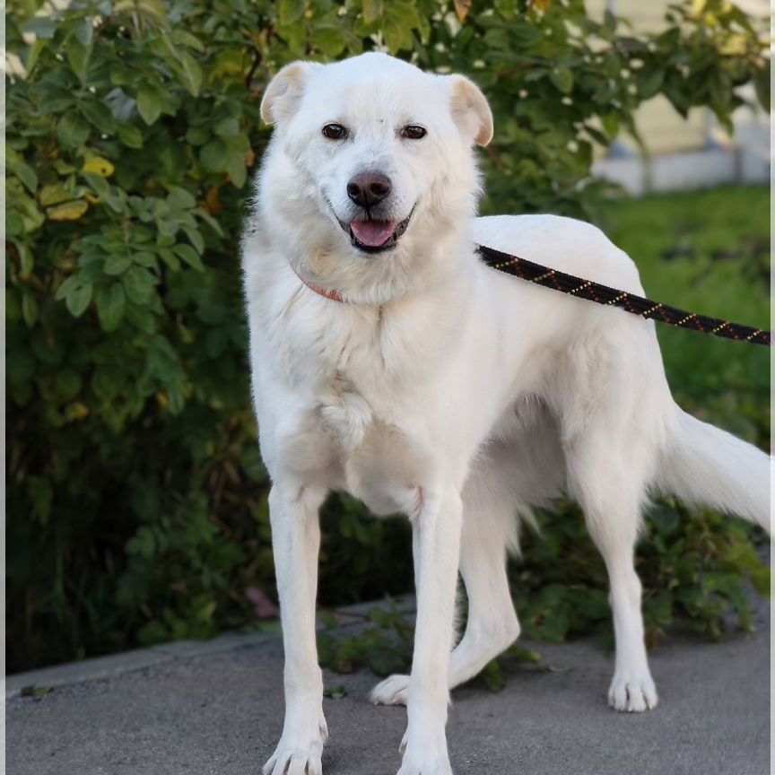 Взрослая собака в добрые руки