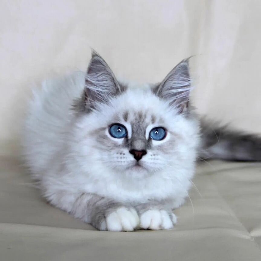 Невские котята