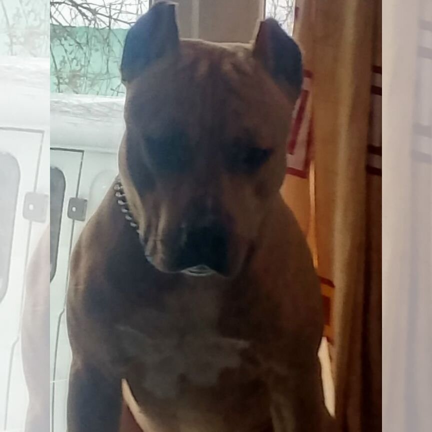 Американский стаффордширский терьер, взрослый пёс