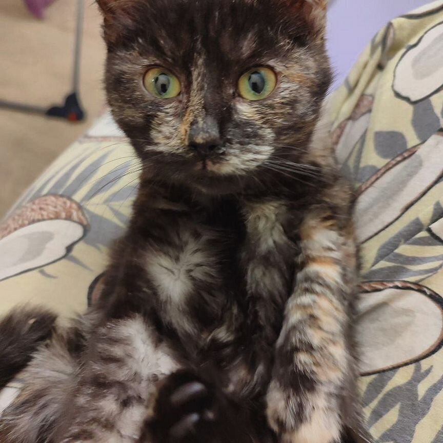 Котенок трехцветочка в добрые руки