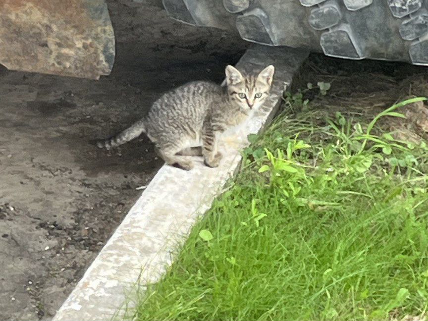 Котенок в добрые руки