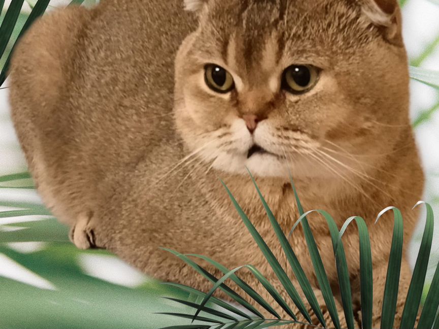Шотландский кот