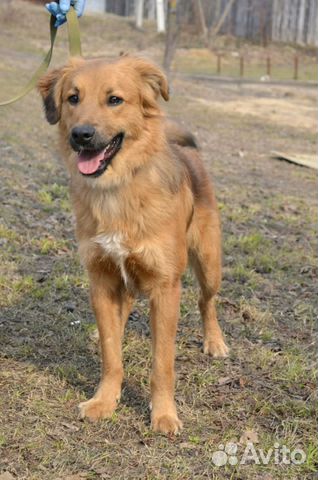 Рыжий красавец 2 года