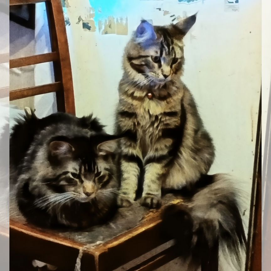 Мейн-кун котёнок