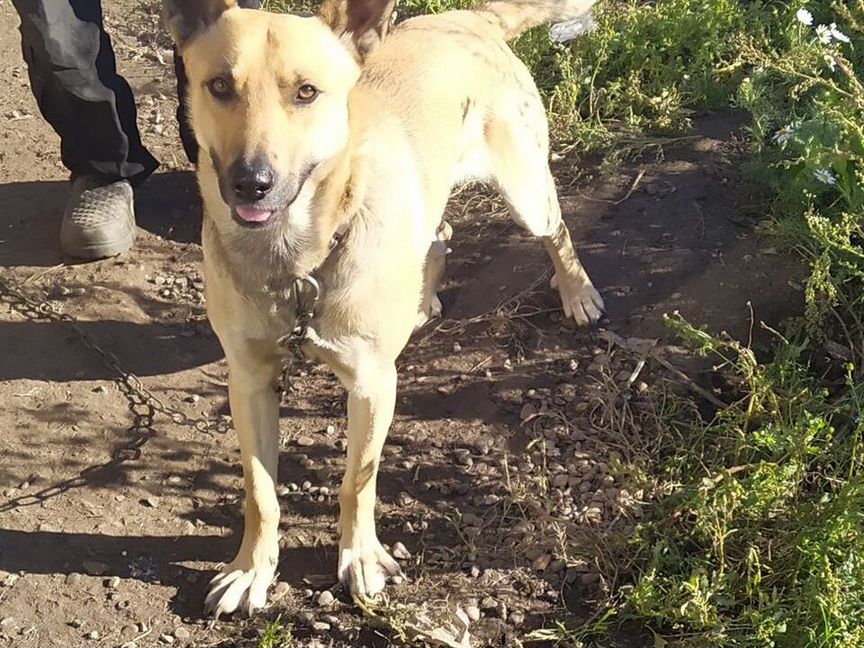 Собака бесплатно