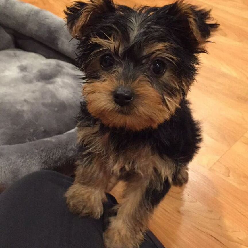 Продам щенка йорка