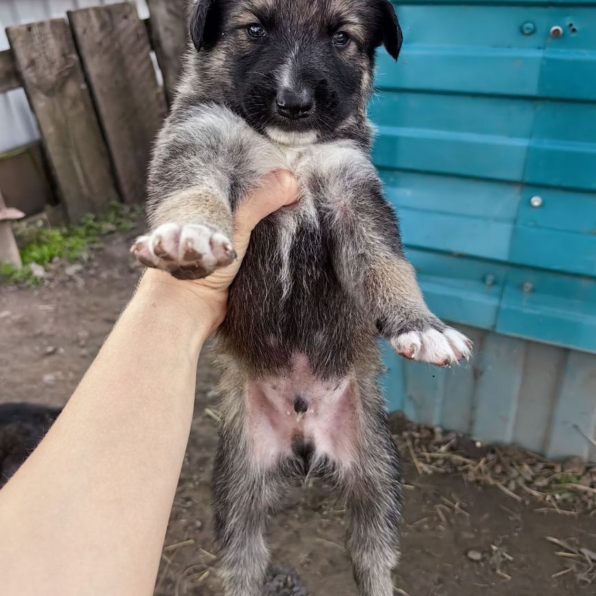 Щенки в добрые руки
