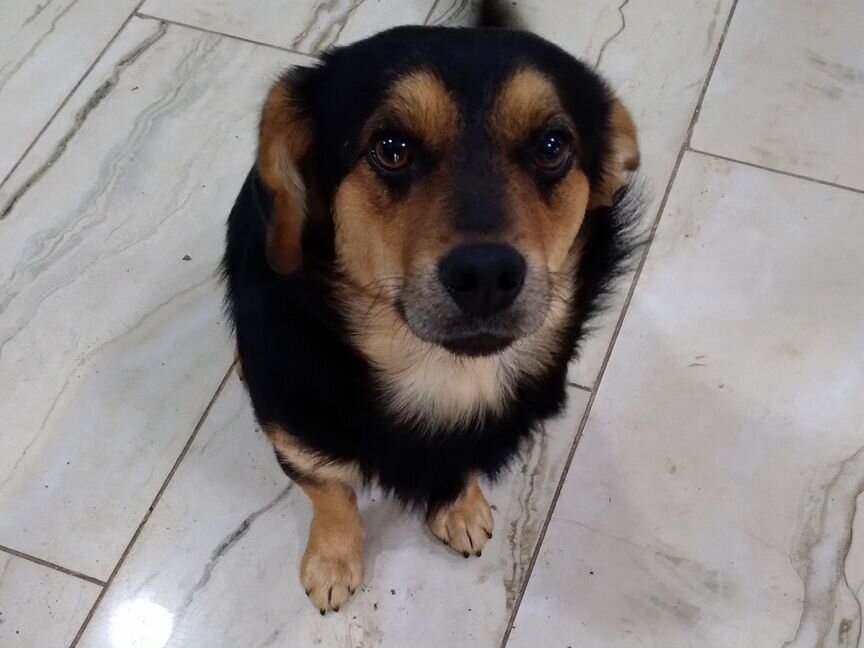 Собака улыбака,обнимака,целовака хочет домой