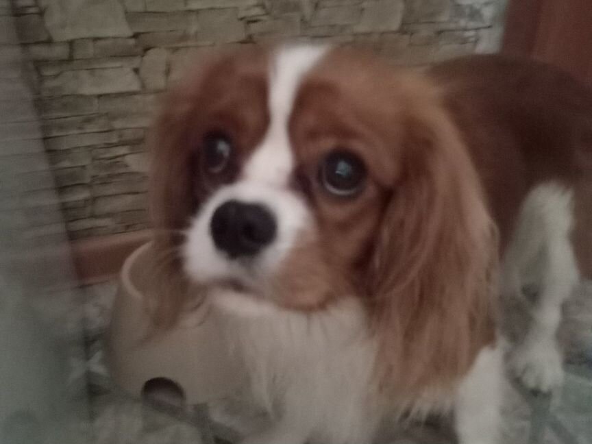 Домашние животные собаки