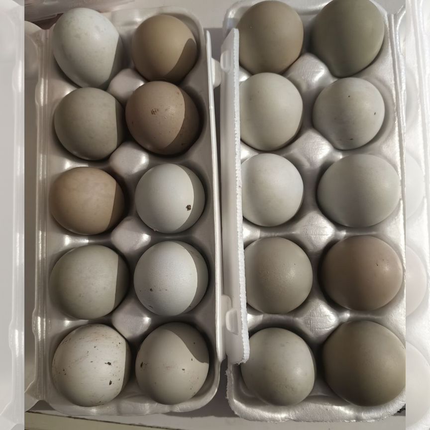 Цыплята и инкубационные яйца