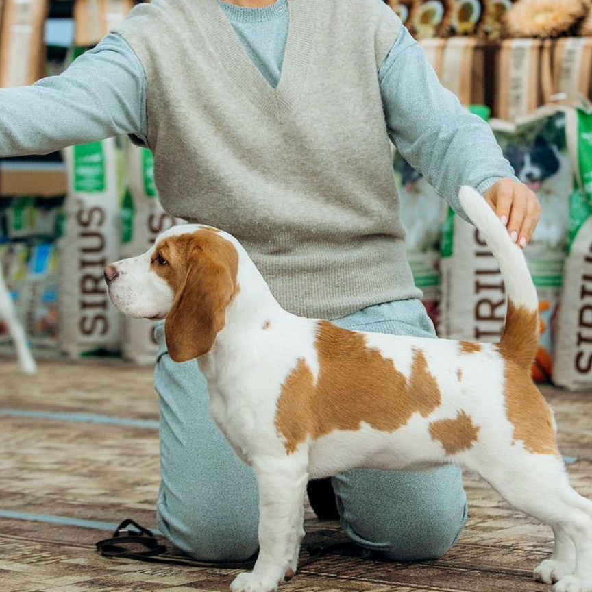 Бигль, щенок