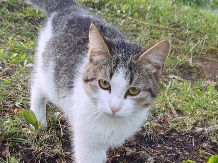 Ручного котёнка мучают дети.Ищет любящую семью