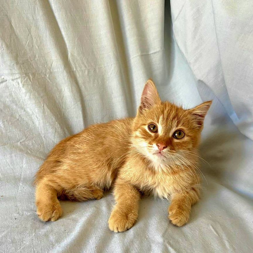 Солнечный Лео