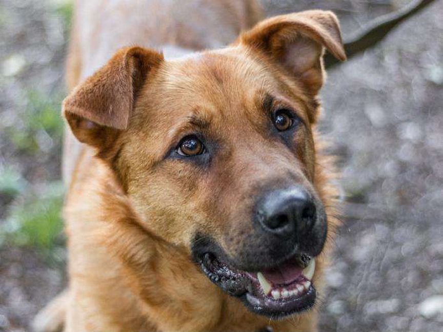 Красавцу Рыжику очень нужен дом