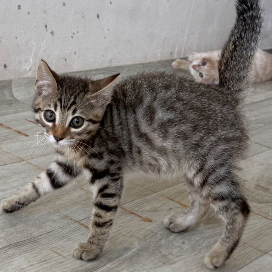 Фурия а не котенок