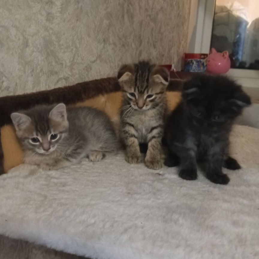 Шотландский вислоухий длинношёрстный котёнок