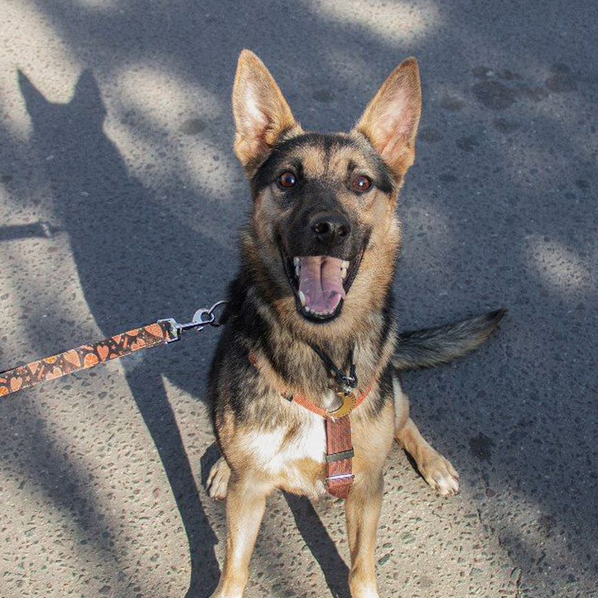 Мини "овчарка" ищет дом