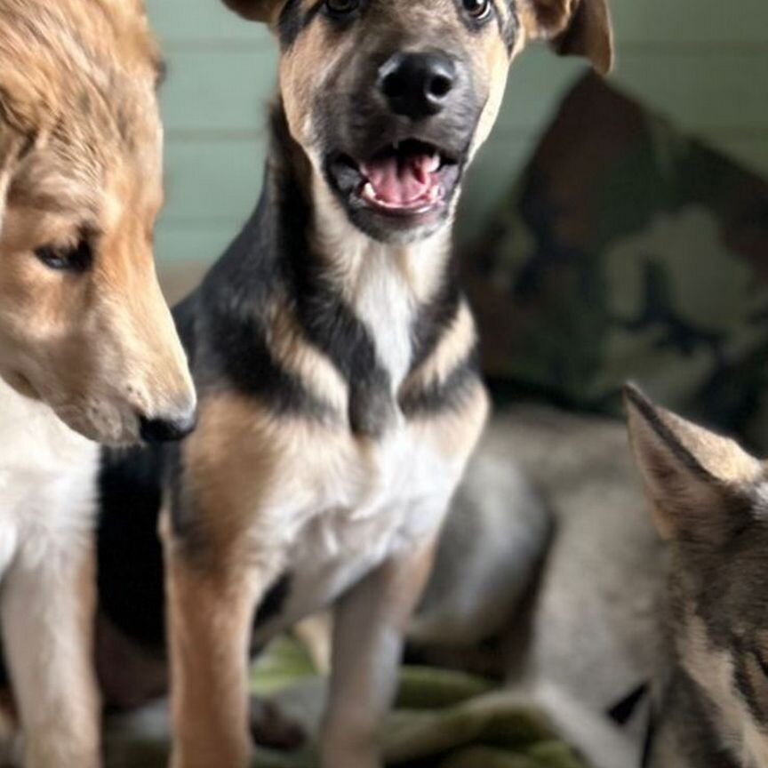 Три очаровательные сестрички