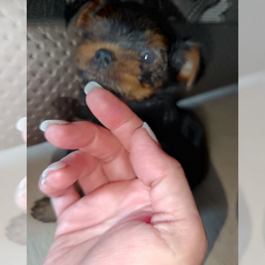 Йоркширский терьер, щенок