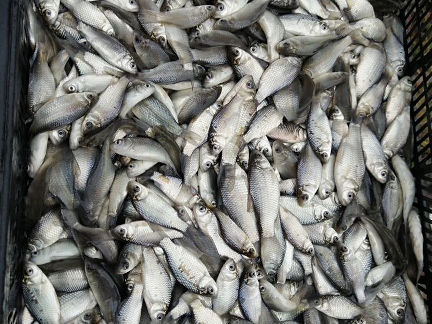 Рыба карась