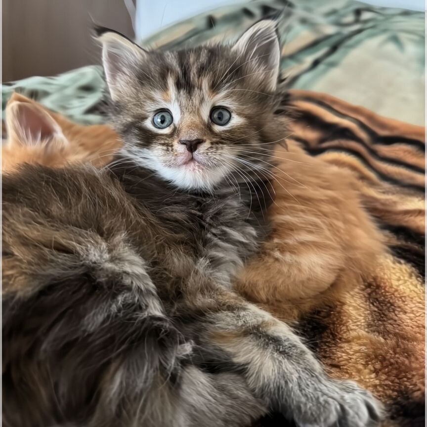 Мейн-кун котёнок