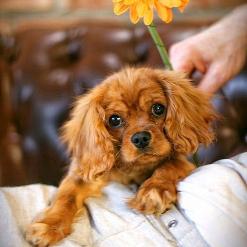 Девочка кавалер Кинг Чарльз спаниель