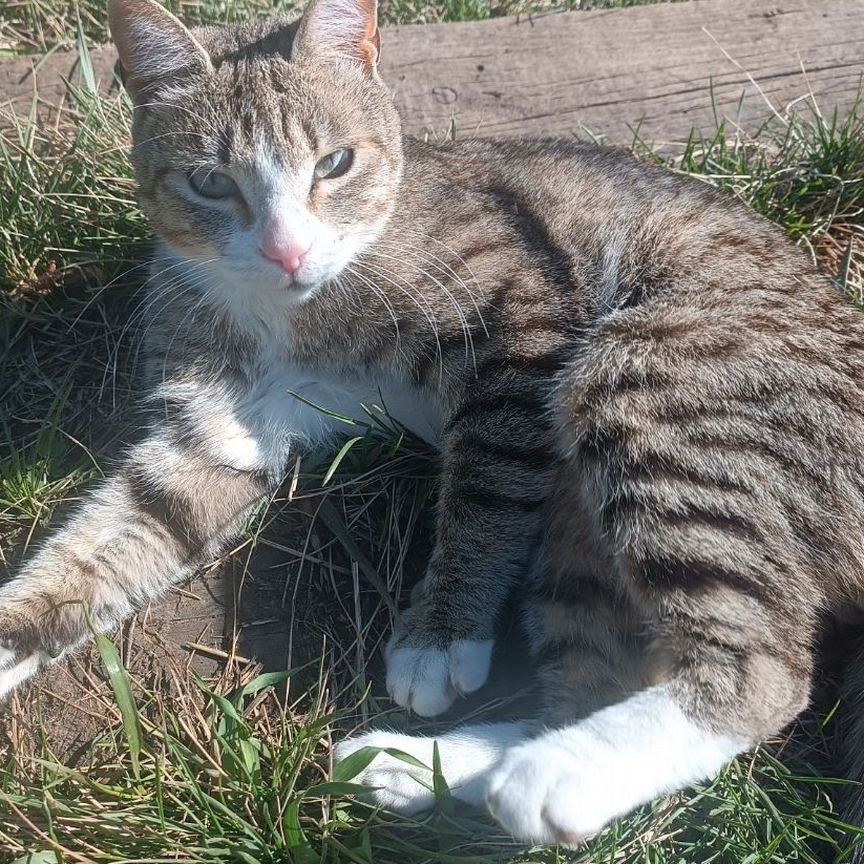 Взрослый кот в добрые руки