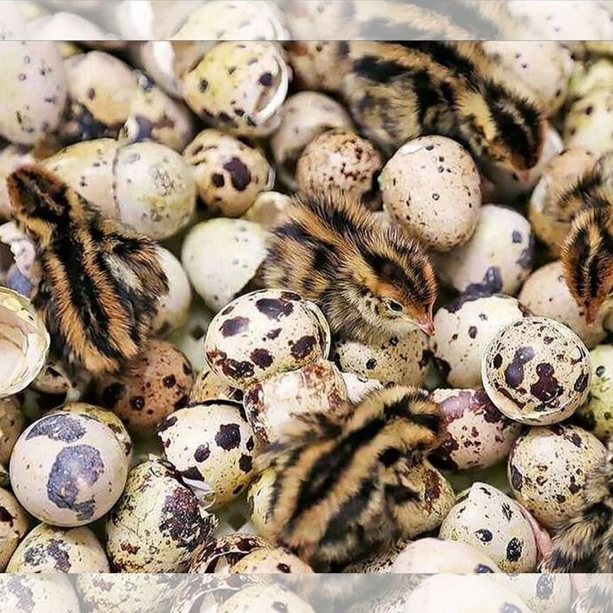 Инкубационное яйцо перепелов, качественный вывод